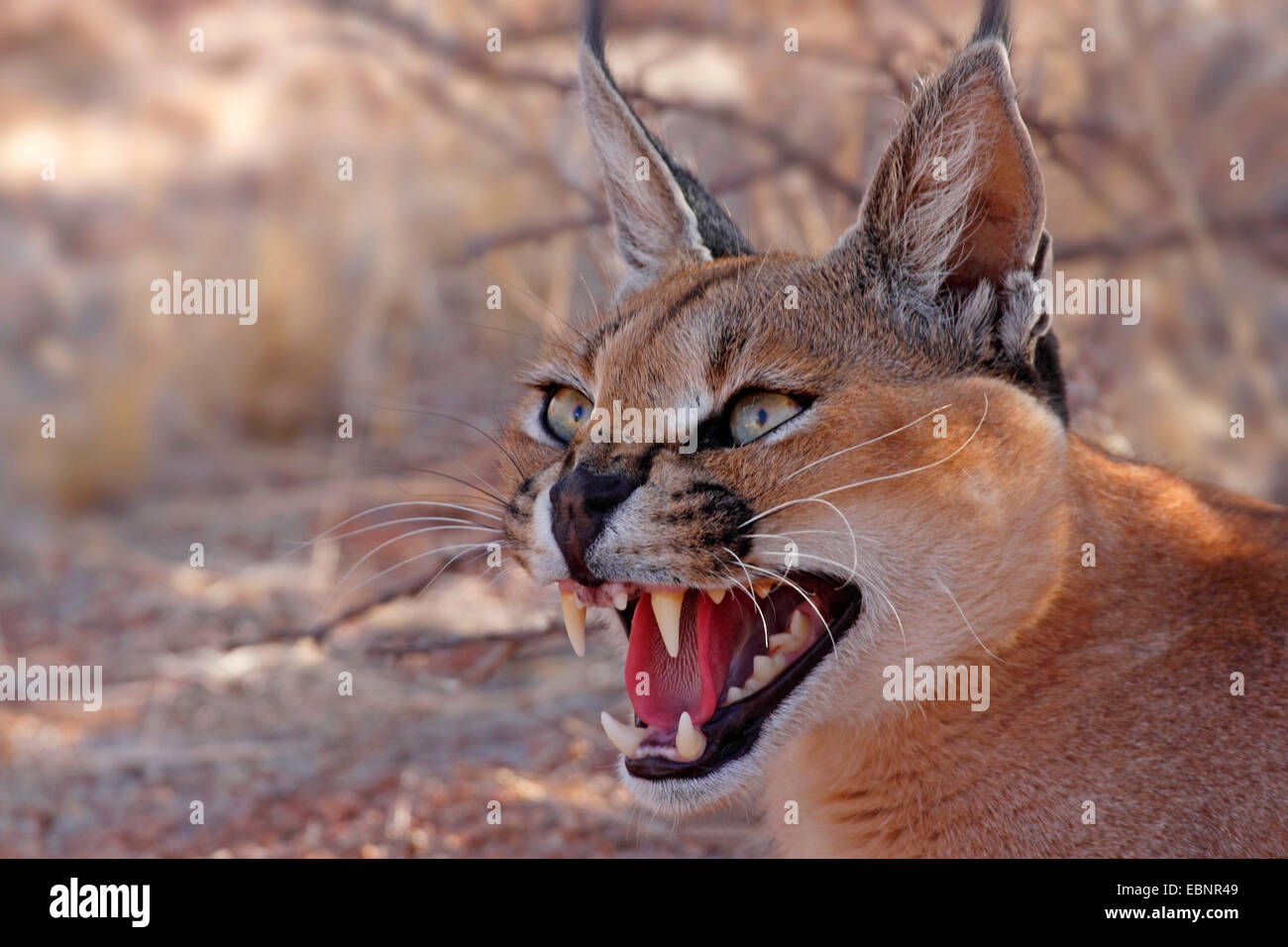 Caracals High Resolution Stock Photography and Images - Alamy