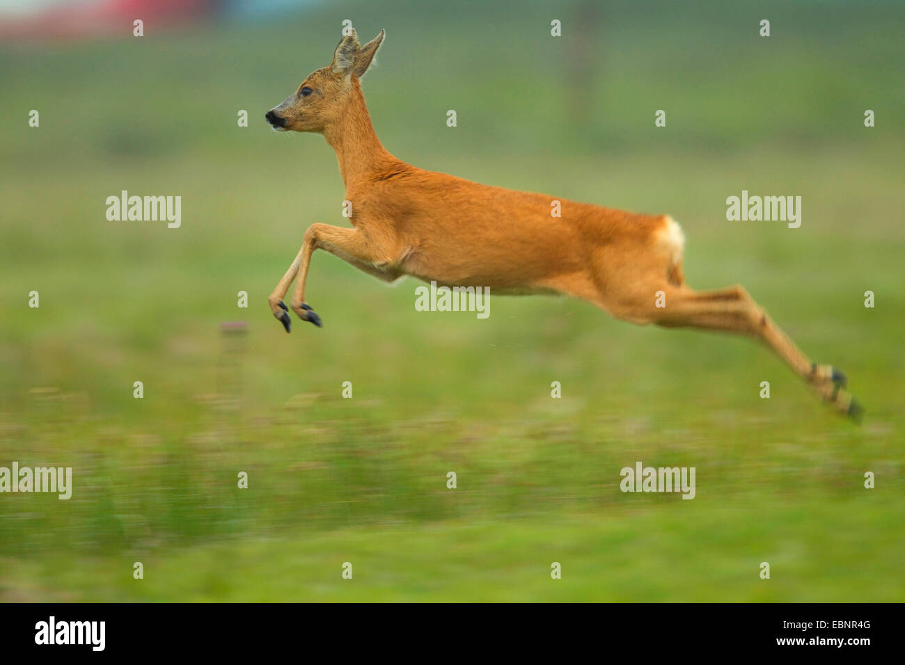 roe deer (Capreolus capreolus), fleeing roe deer, Germany Stock Photo ...