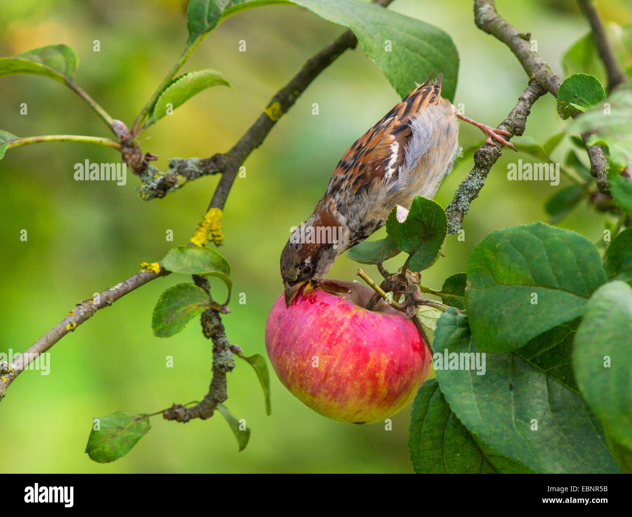 Bird eating apples on a tree hi-res stock photography and images - Alamy