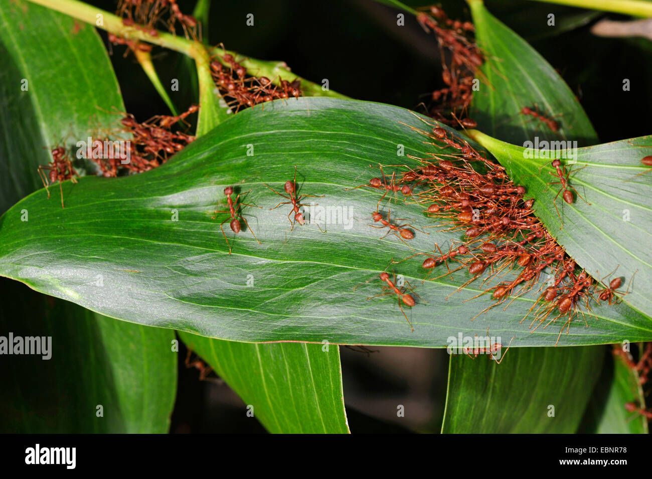 Weaver Ants (Oecophylla spec.), weaver ants pulling leaves together ...