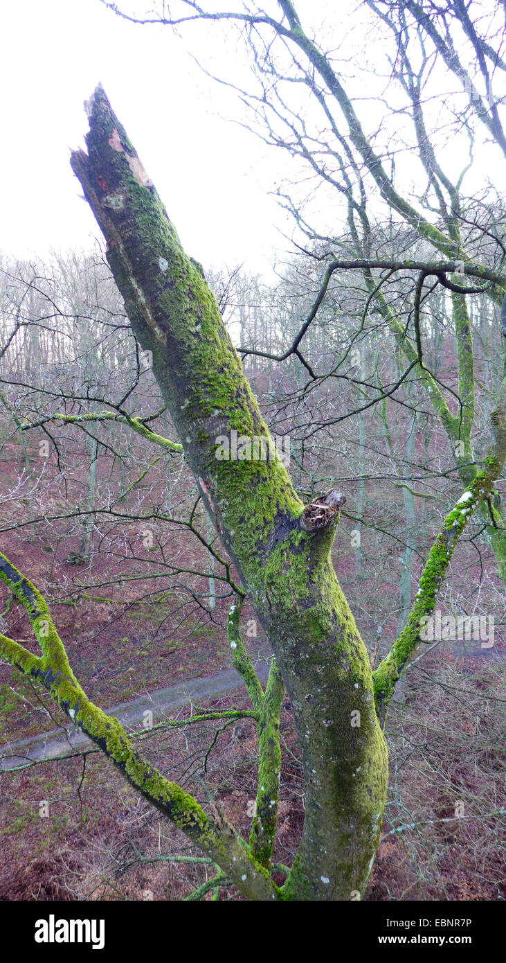 common beech (Fagus sylvatica), broken beech trunk in a beech forest in ...