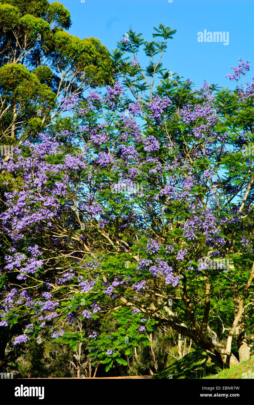 Walpole landscapes,Beaches,Forest,Agriculture,Flora & Fauna,Trees in ...