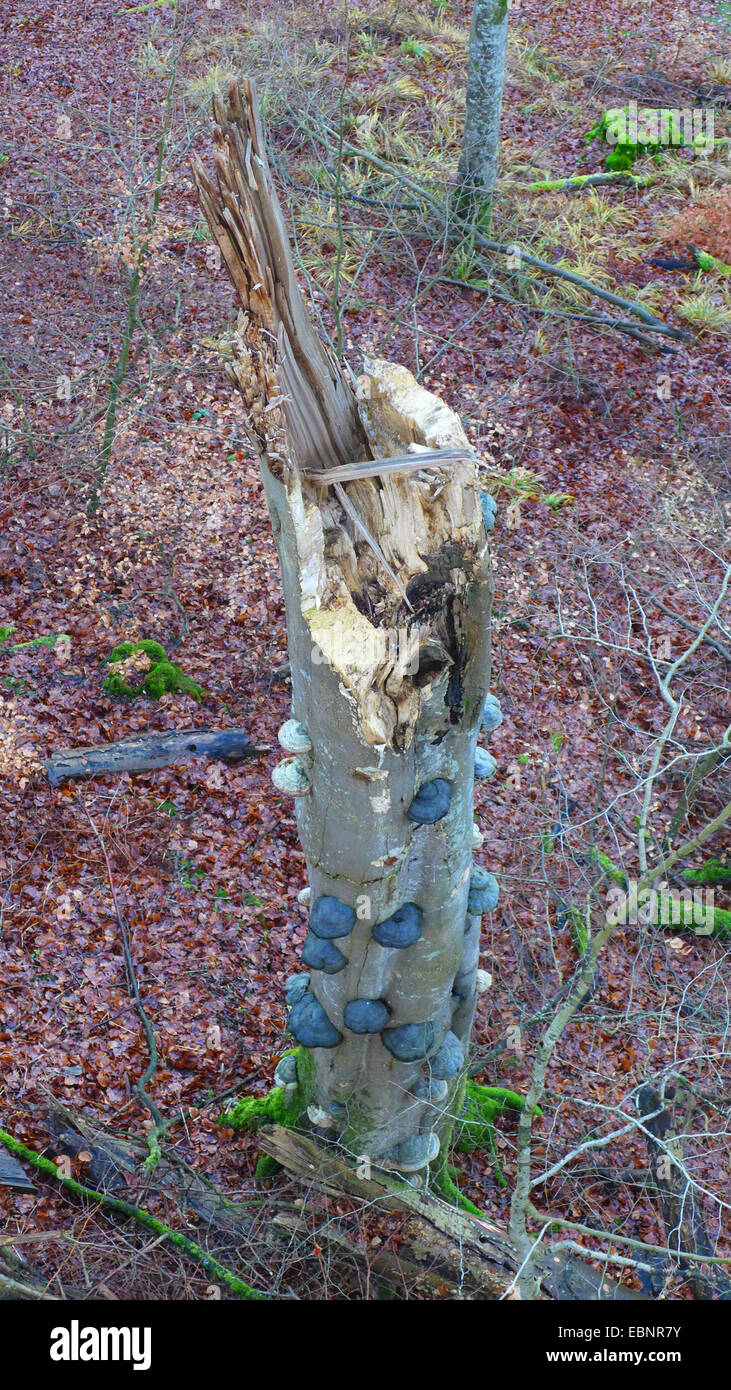 Of beef forest with broken beech trunk with bracket fungi hi-res stock ...