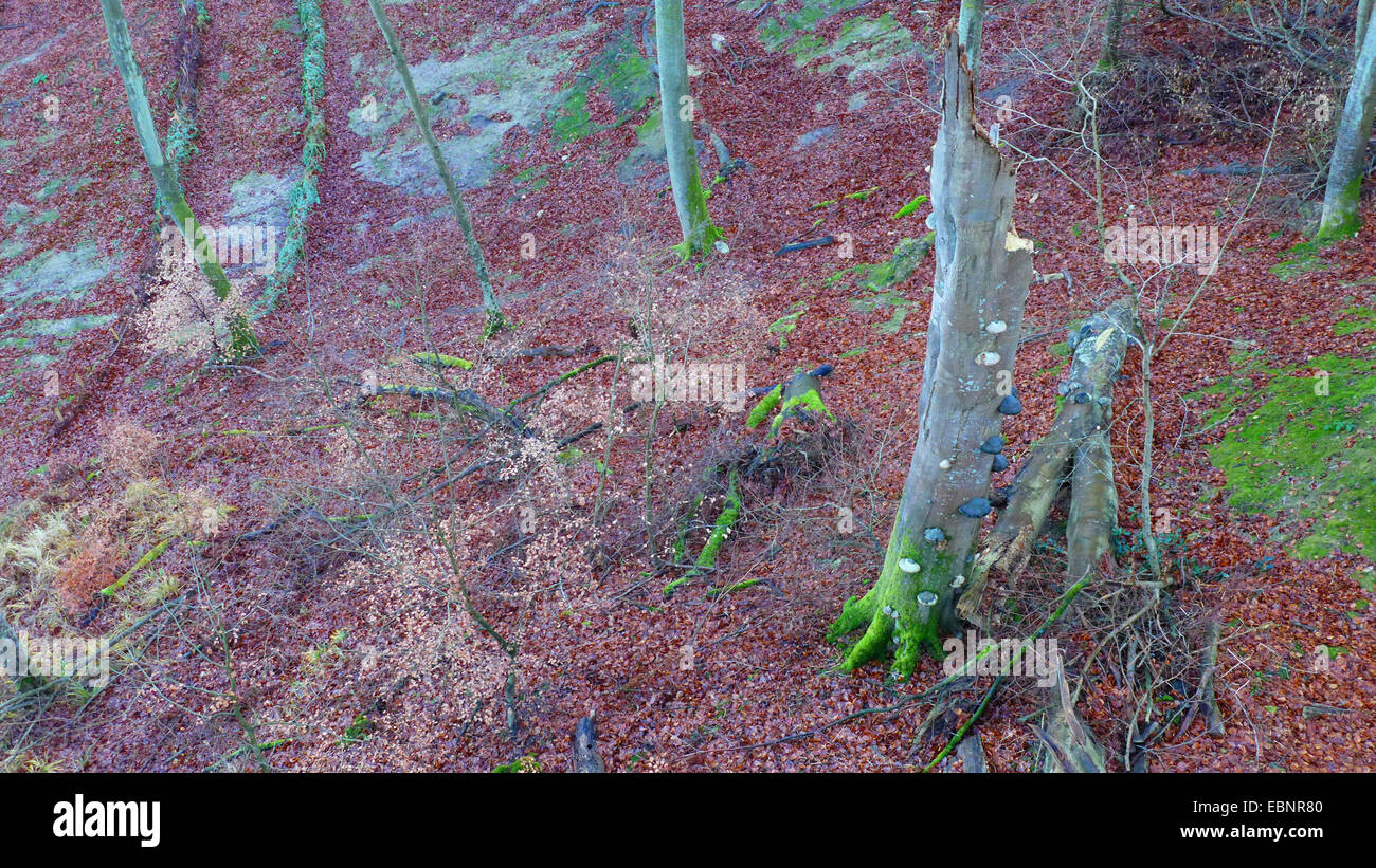 Of beef forest with broken beech trunk with bracket fungi hi-res stock ...