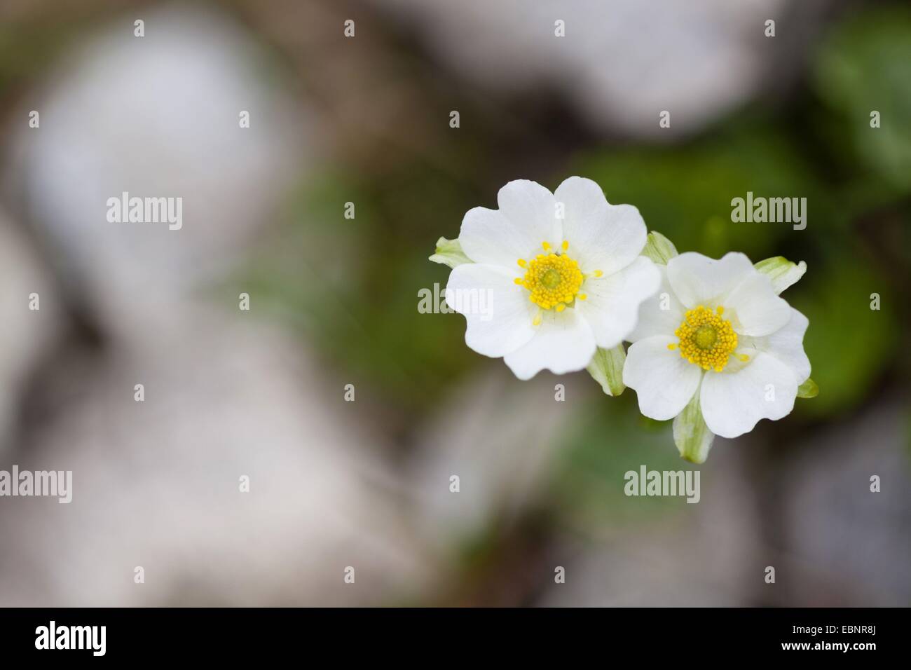Alpine buttercup ranunculus alpestris hi-res stock photography and ...