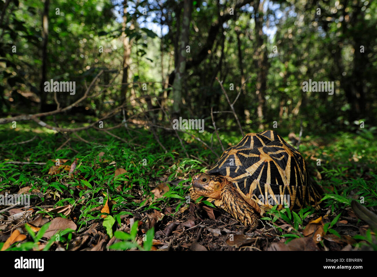 Indian star tortoise, starred tortoise (Geochelone elegans elegans ...