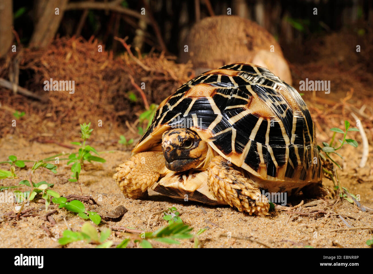 Indian star tortoise, starred tortoise (Geochelone elegans elegans ...