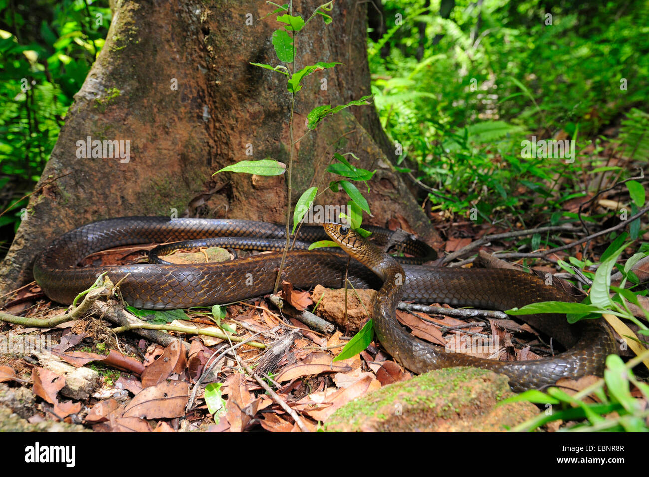 Dhaman, Oriental Ratsnake, Oriental Rat Snake (Ptyas mucosa, Ptyas ...