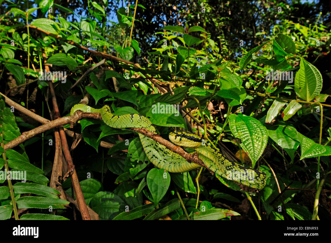 Sri Lankan pit viper, Ceylon pit viper (Trimeresurus trigonocephalus ...