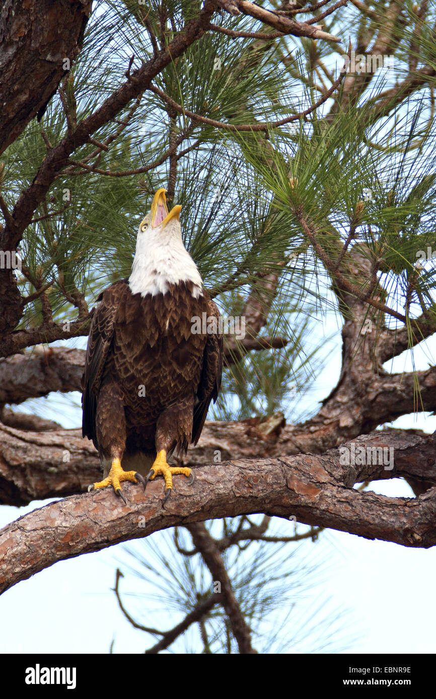 Bald eagle sitting in tree hi-res stock photography and images - Alamy