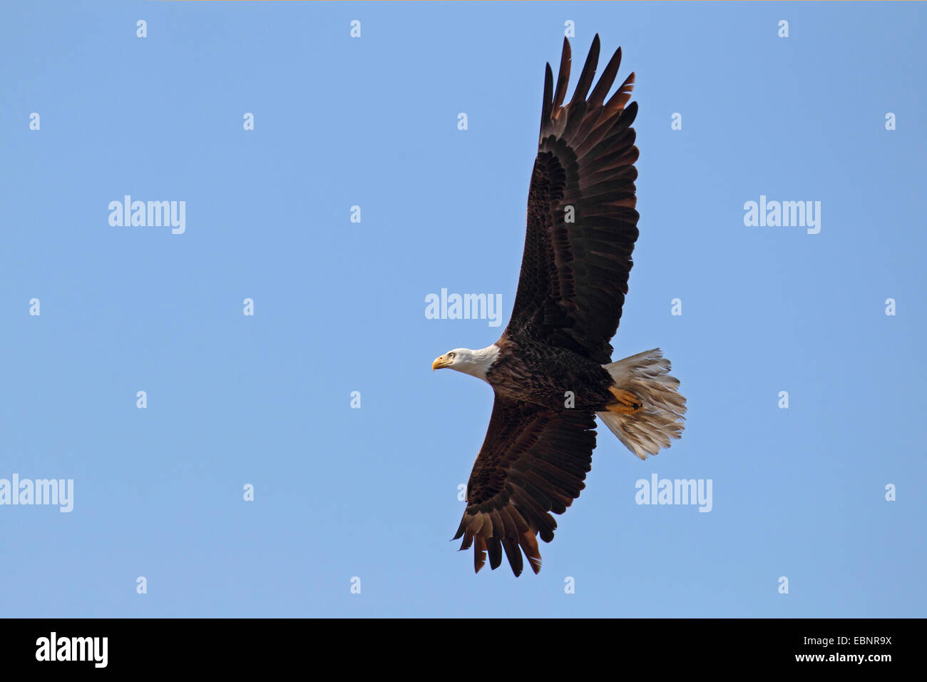 Bald eagle flying from below hi-res stock photography and images - Alamy
