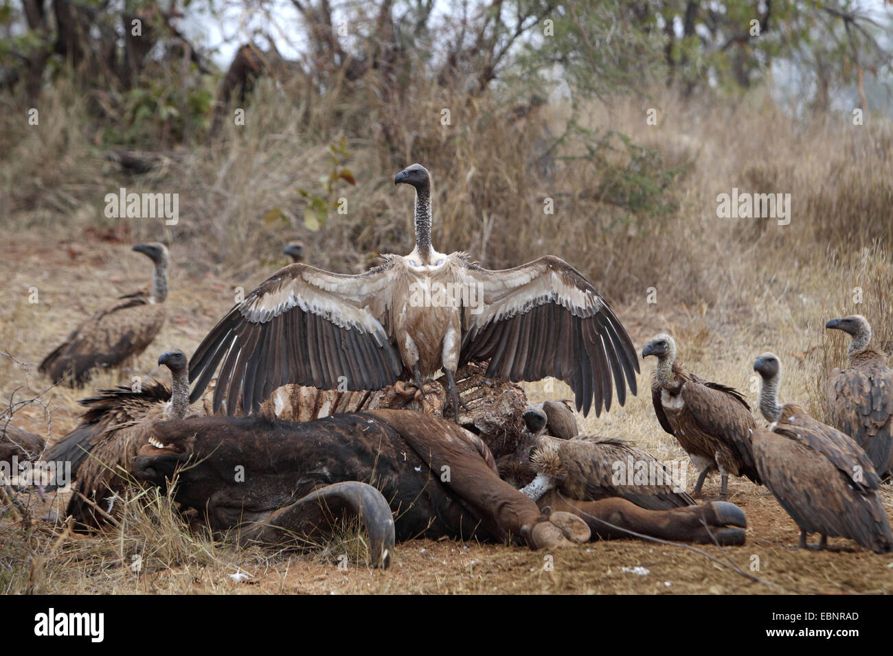 Buffalo wild wings hi-res stock photography and images - Alamy