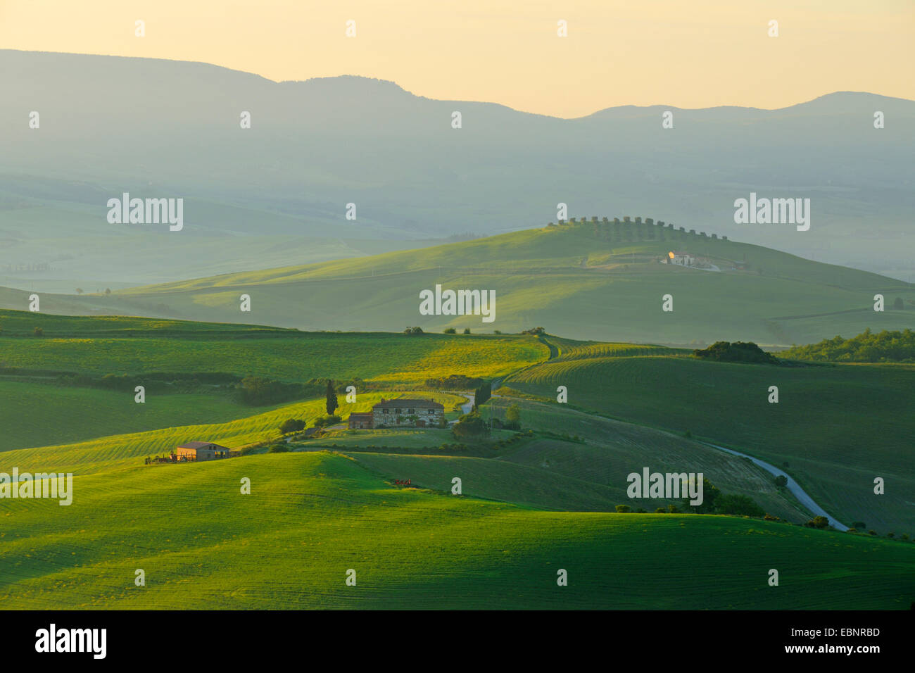 green and hilly farmland with farmhouse in spring, Italy, Tuscany, Val ...