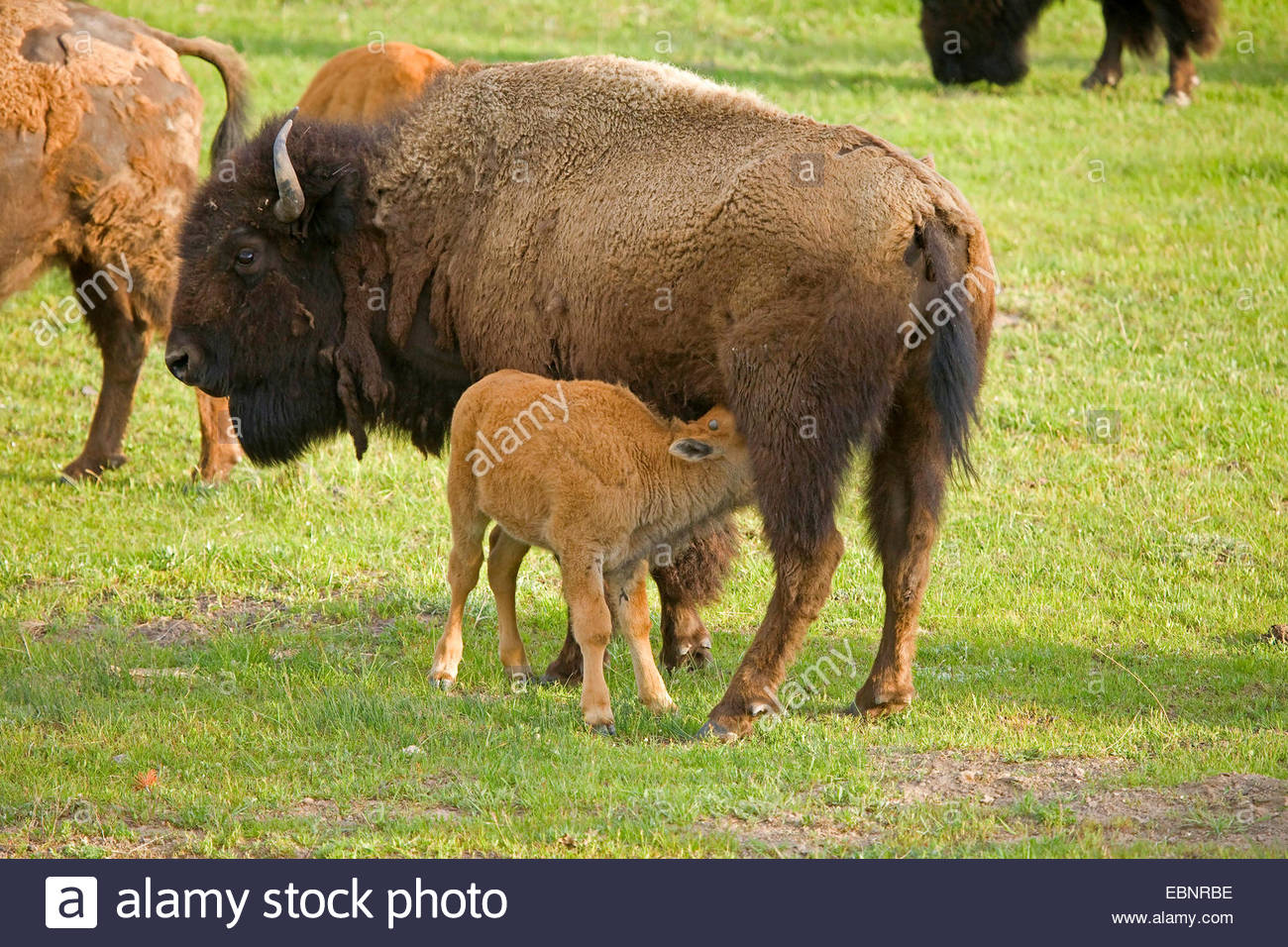 American bison, buffalo (Bison bison), female with calf, USA Stock ...