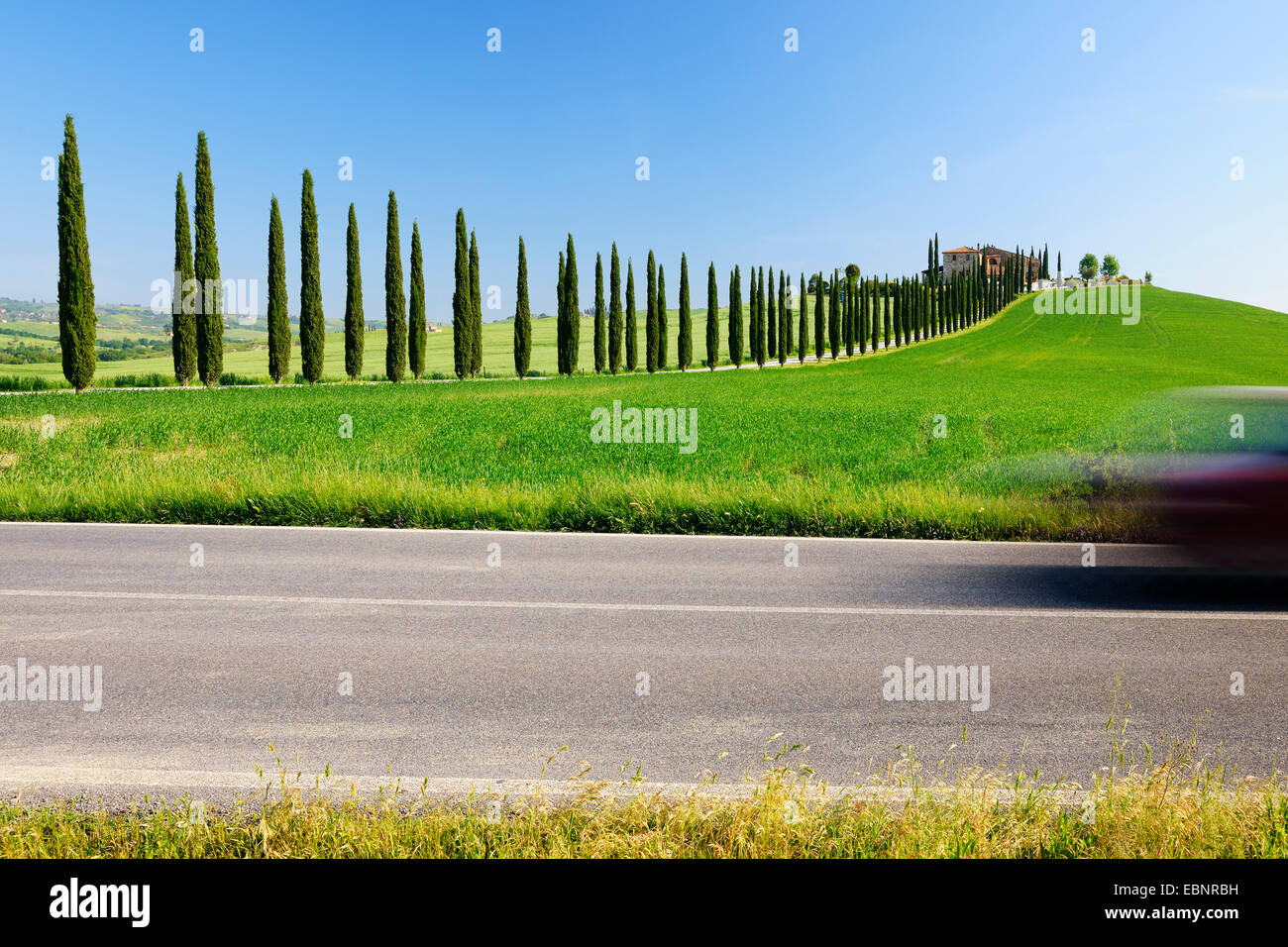 Italian cypress (Cupressus sempervirens), cypress avenue in spring ...