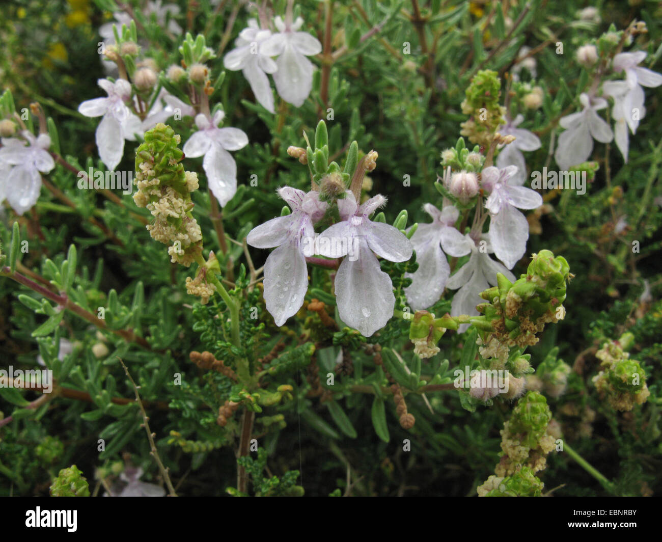 Teucrium brevifolium (Teucrium brevifolium), blooming, Greece ...