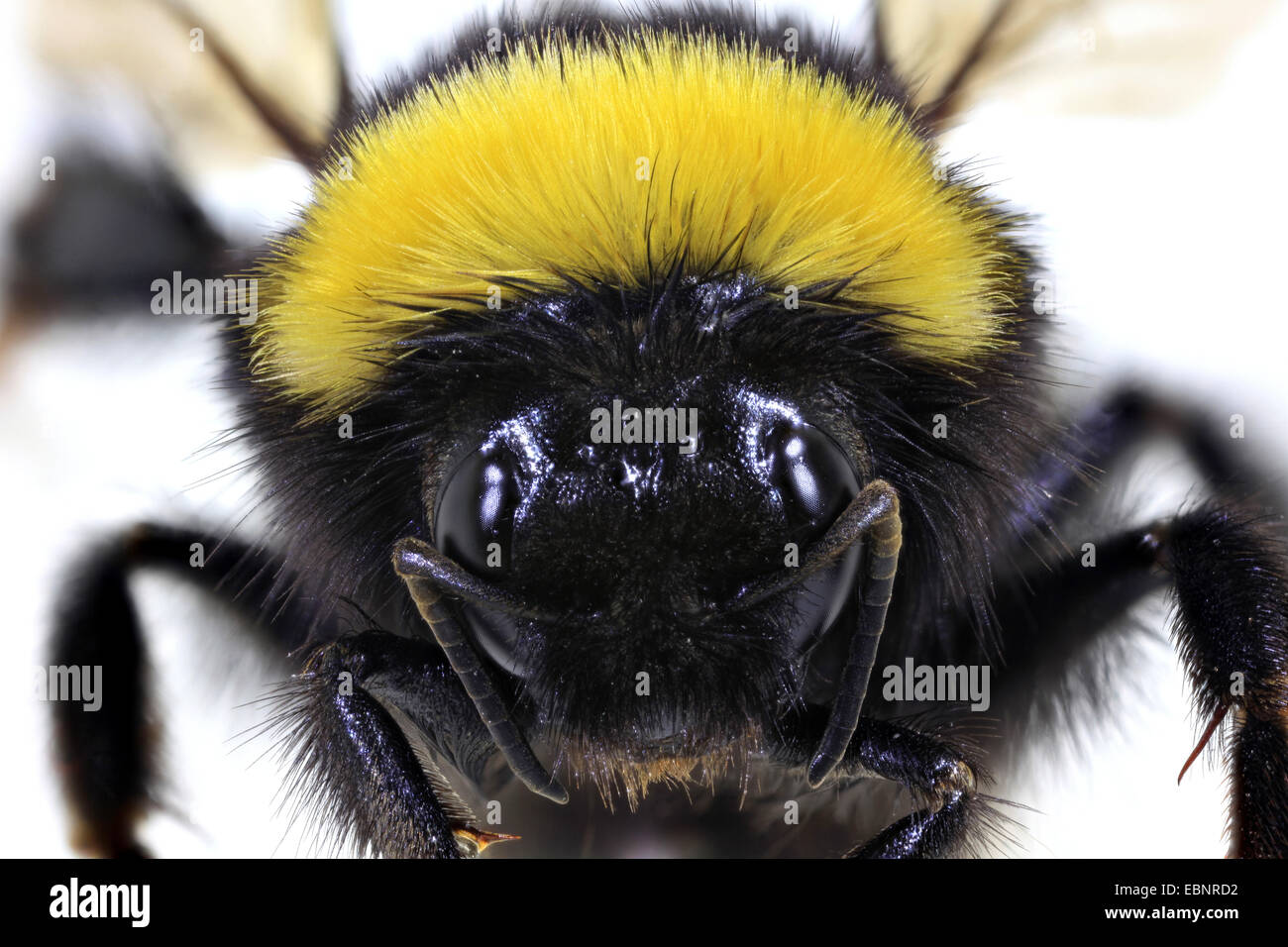 Bumble Bee Insect Head