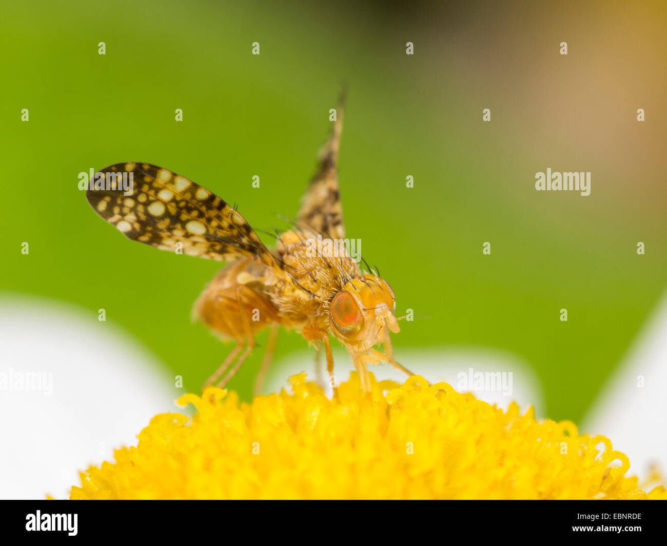 Clouded fly oxyna flavipennis male hi-res stock photography and images ...
