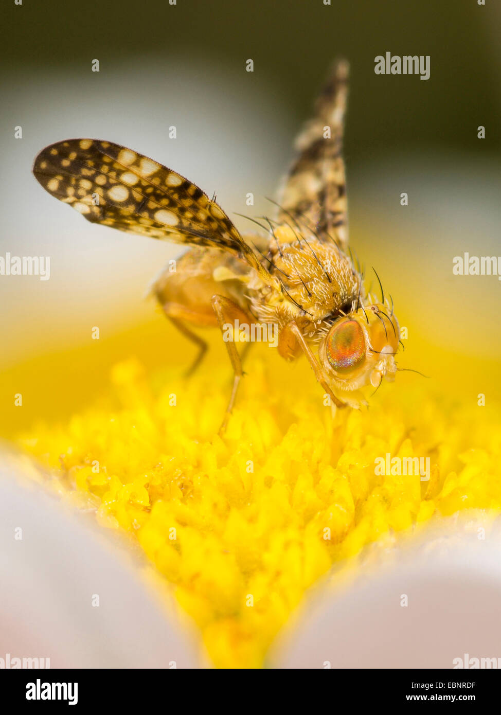 Clouded Yarrow Fly (Oxyna flavipennis), male on ox-eye daisy feeding on ...