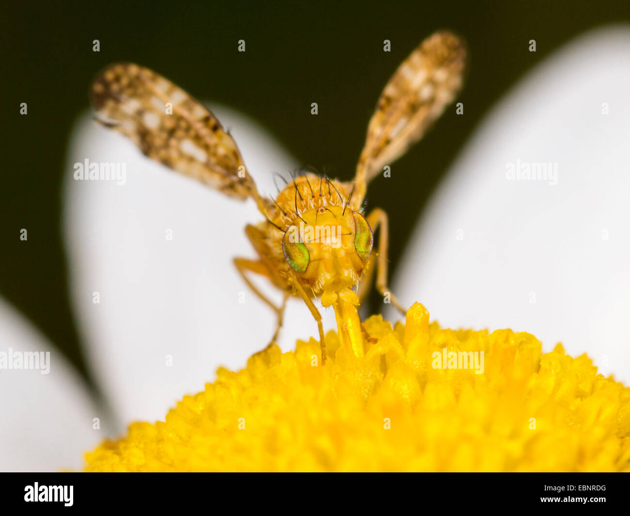 Clouded Yarrow Fly (Oxyna flavipennis), male on ox-eye daisy feeding on ...