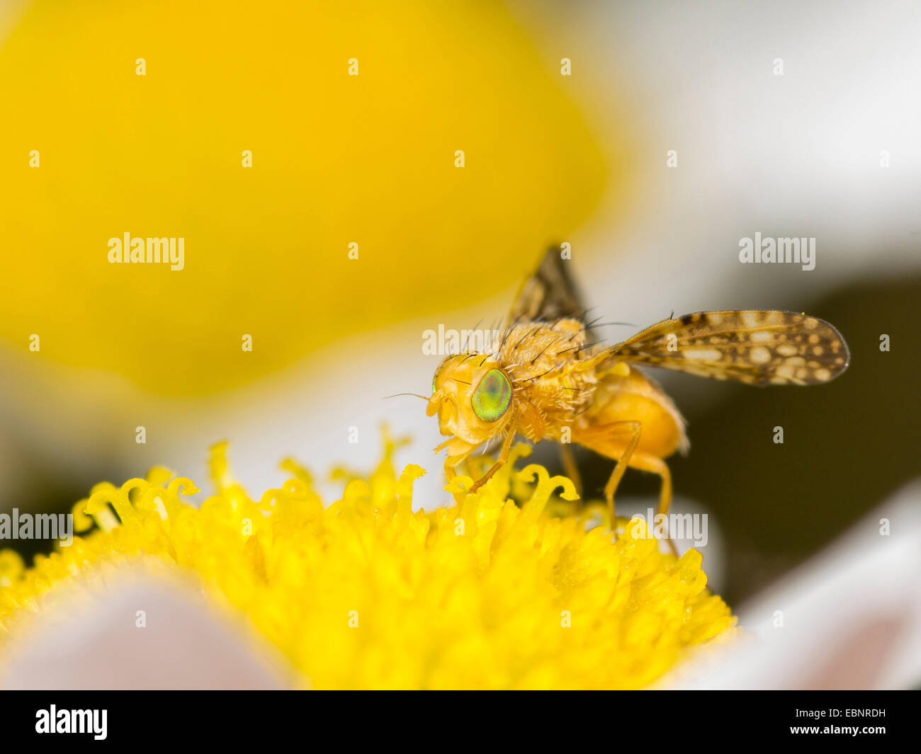Clouded Yarrow Fly (Oxyna flavipennis), male on ox-eye daisy feeding on ...