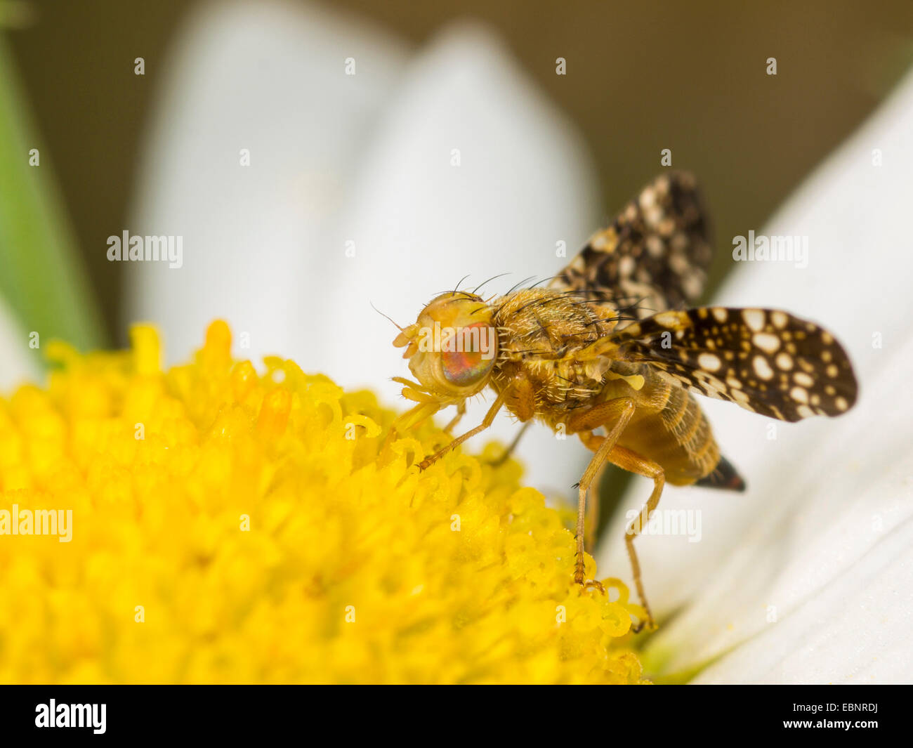 Clouded Yarrow Fly (Oxyna flavipennis), male on ox-eye daisy feeding on ...