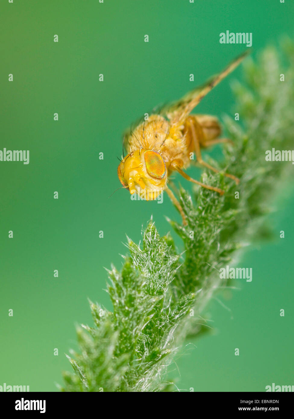 Trypetidae hi-res stock photography and images - Alamy