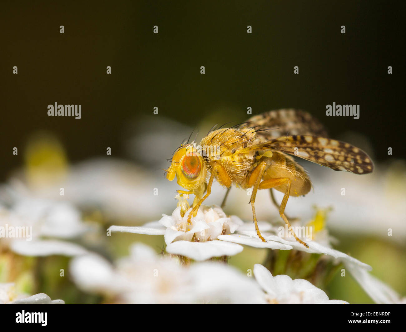 Clouded fly oxyna flavipennis male hi-res stock photography and images ...