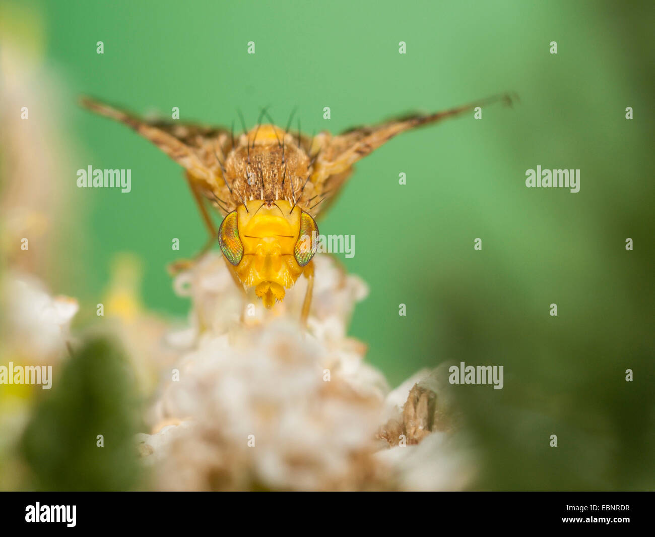 Clouded Yarrow Fly (Oxyna flavipennis), male on a yarrow feeding on ...