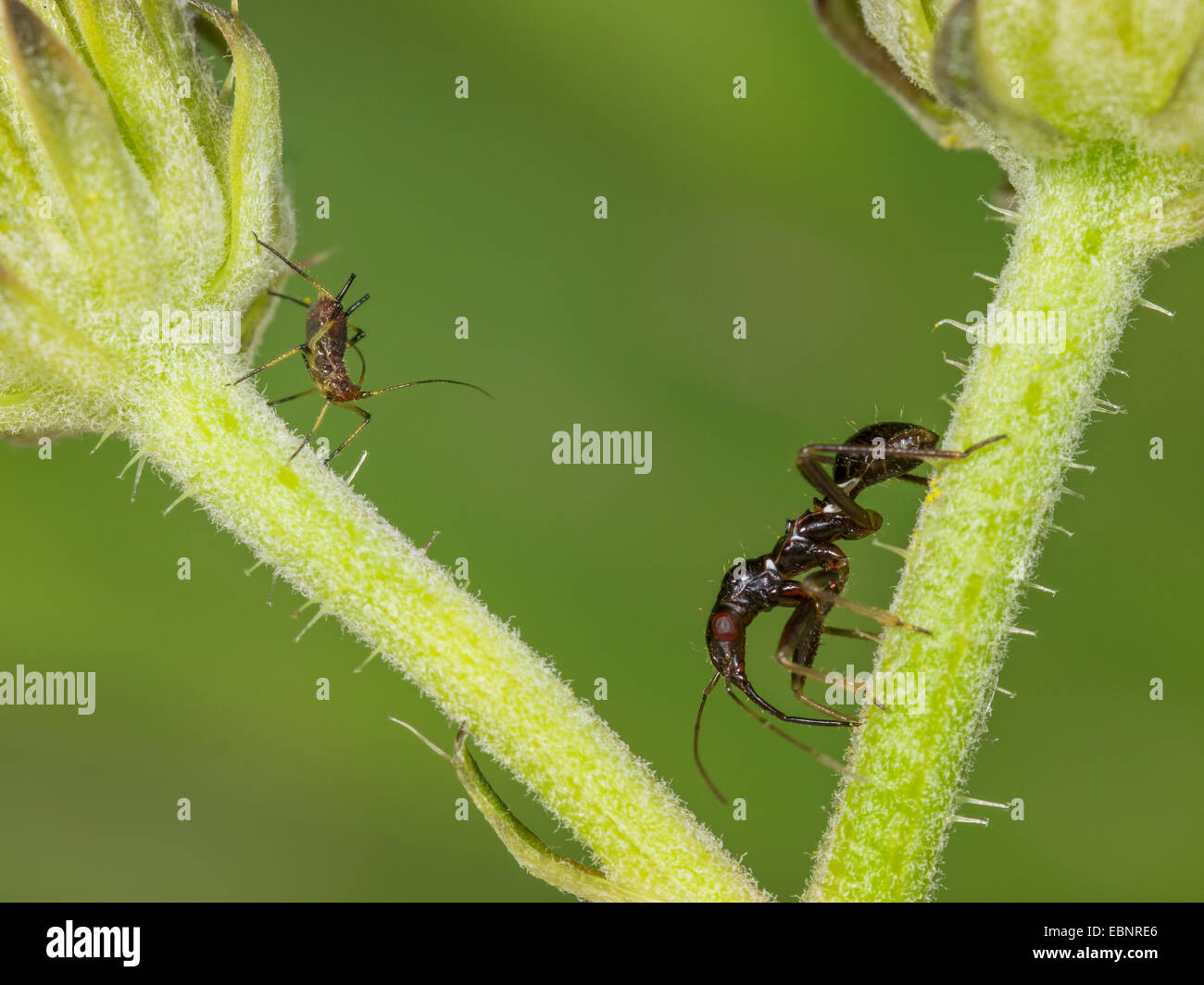 Samsel bug (Himacerus mirmicoides), Old larva hunting aphids on crepis ...