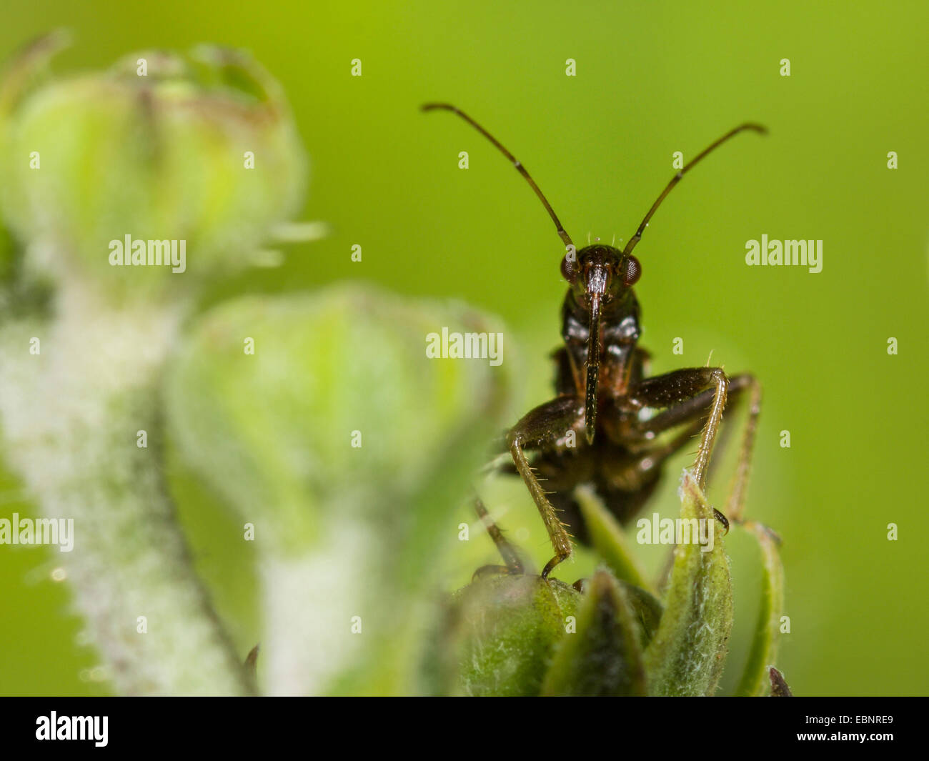 Samsel bug (Himacerus mirmicoides), Himacerus mirmicoides - Old larva ...