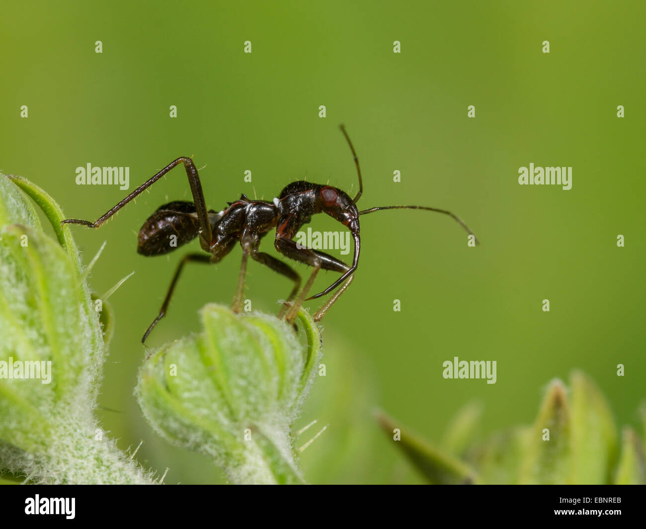 Samsel bug (Himacerus mirmicoides), Himacerus mirmicoides - Old larva ...