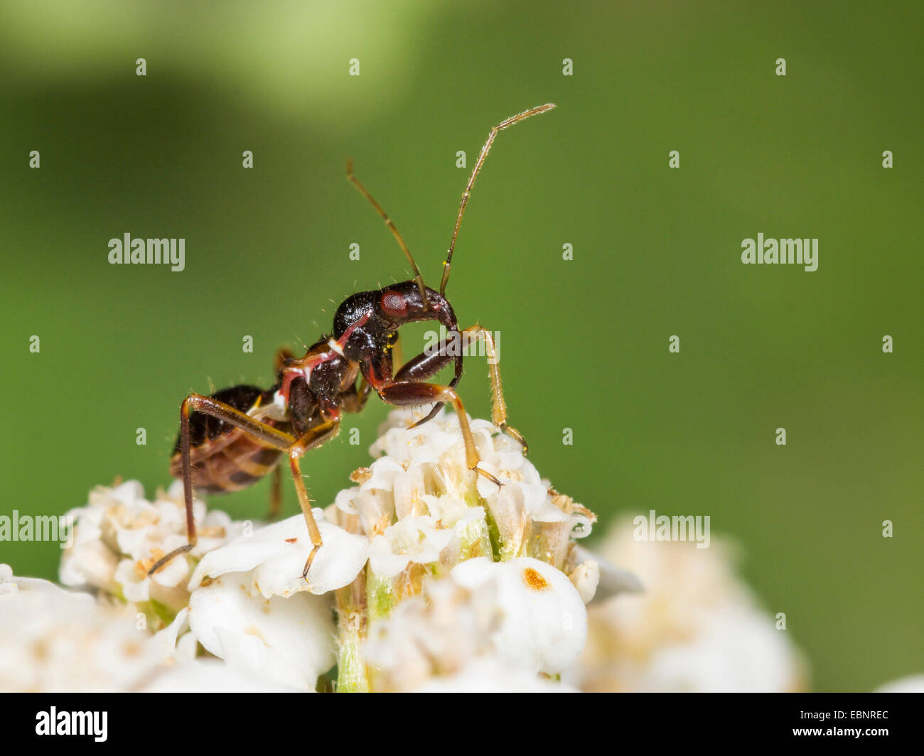 Samsel bug (Himacerus mirmicoides), Old larva hunting on a common ...