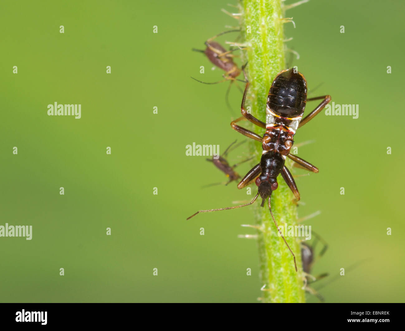 Samsel bug (Himacerus mirmicoides), Old larva eats captured aphid on ...