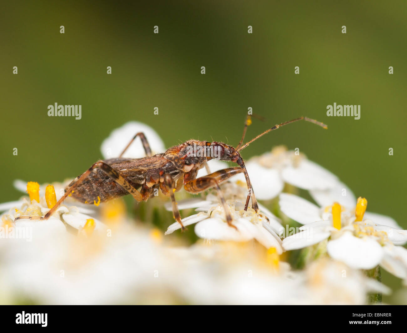 Samsel bug (Himacerus mirmicoides), Female hunting on a common yarrow ...