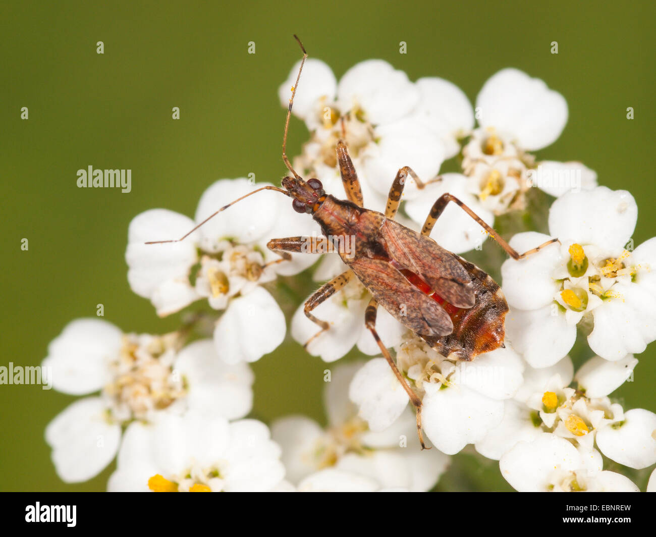 Samsel bug (Himacerus mirmicoides), adult female hunting on a common ...