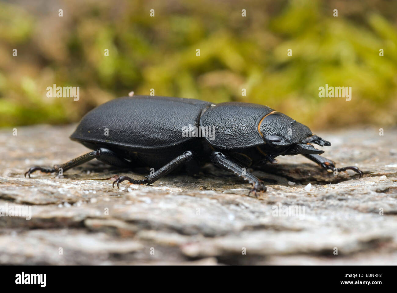 Lesser stag beetle (Dorcus parallelipipedus), sitting on deadwood Stock ...