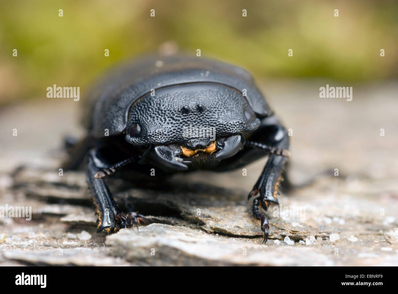 Lesser stag beetle (Dorcus parallelipipedus), portrait Stock Photo - Alamy