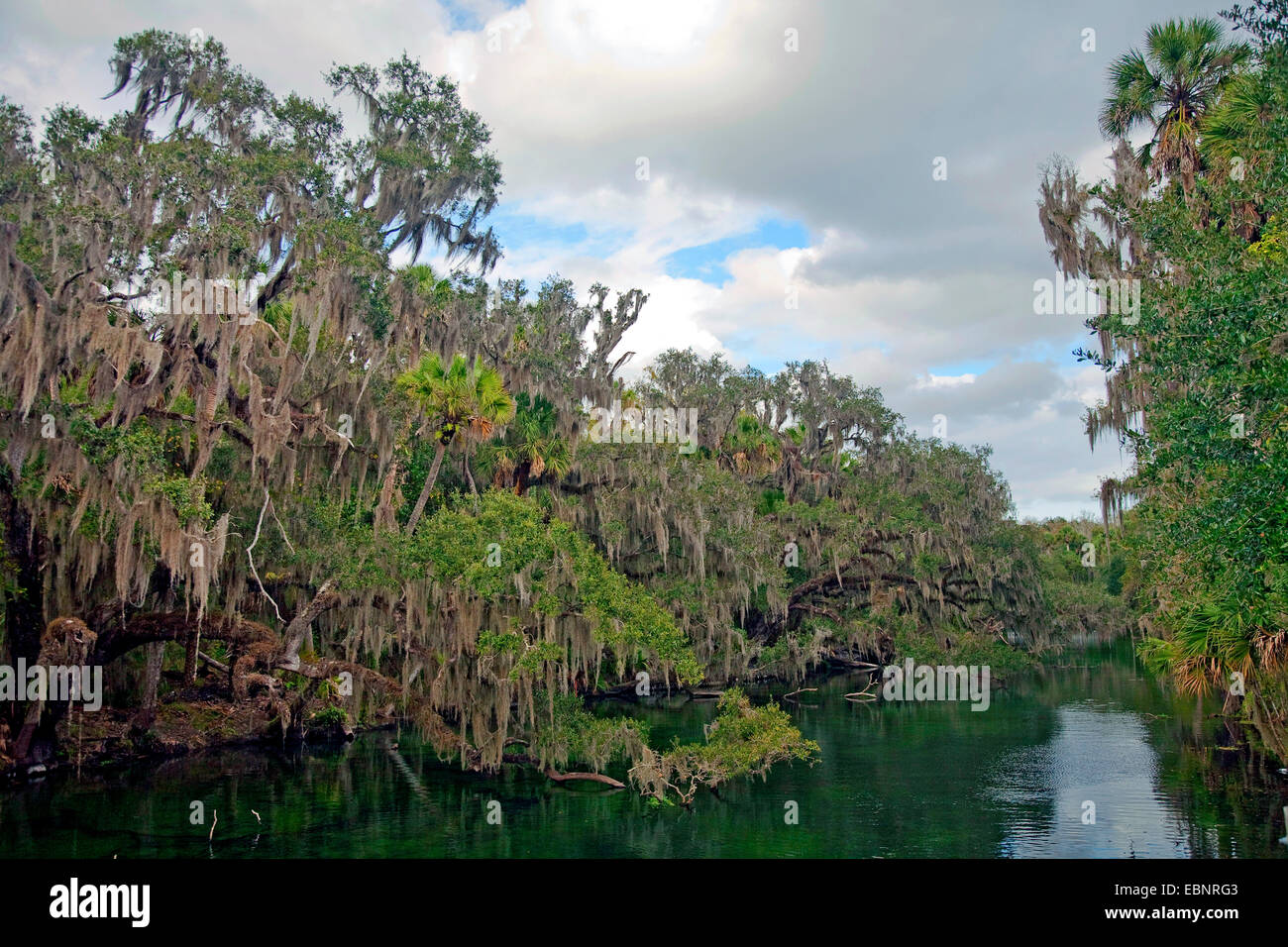 old man's beard, spanish moss (Tillandsia usneoides), trees with ...