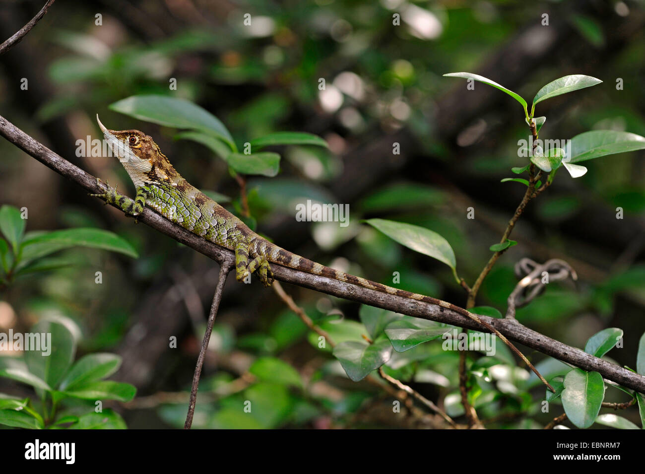 Rhino-horned Lizard (Ceratophora stoddartii), male Rhino-horned Lizard ...