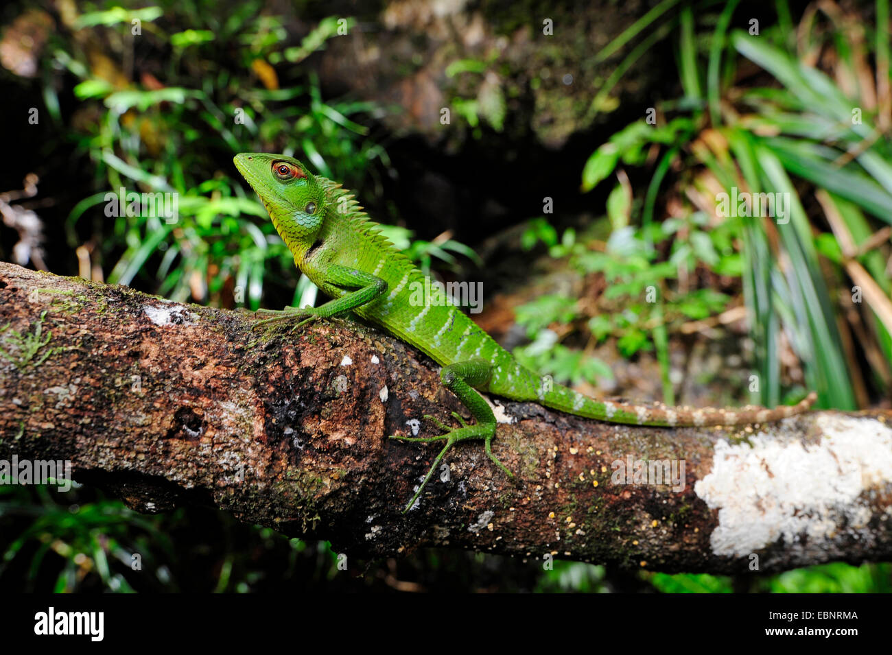 common tree lizard (Calotes calotes), on a branch, Sri Lanka, Sinharaja ...