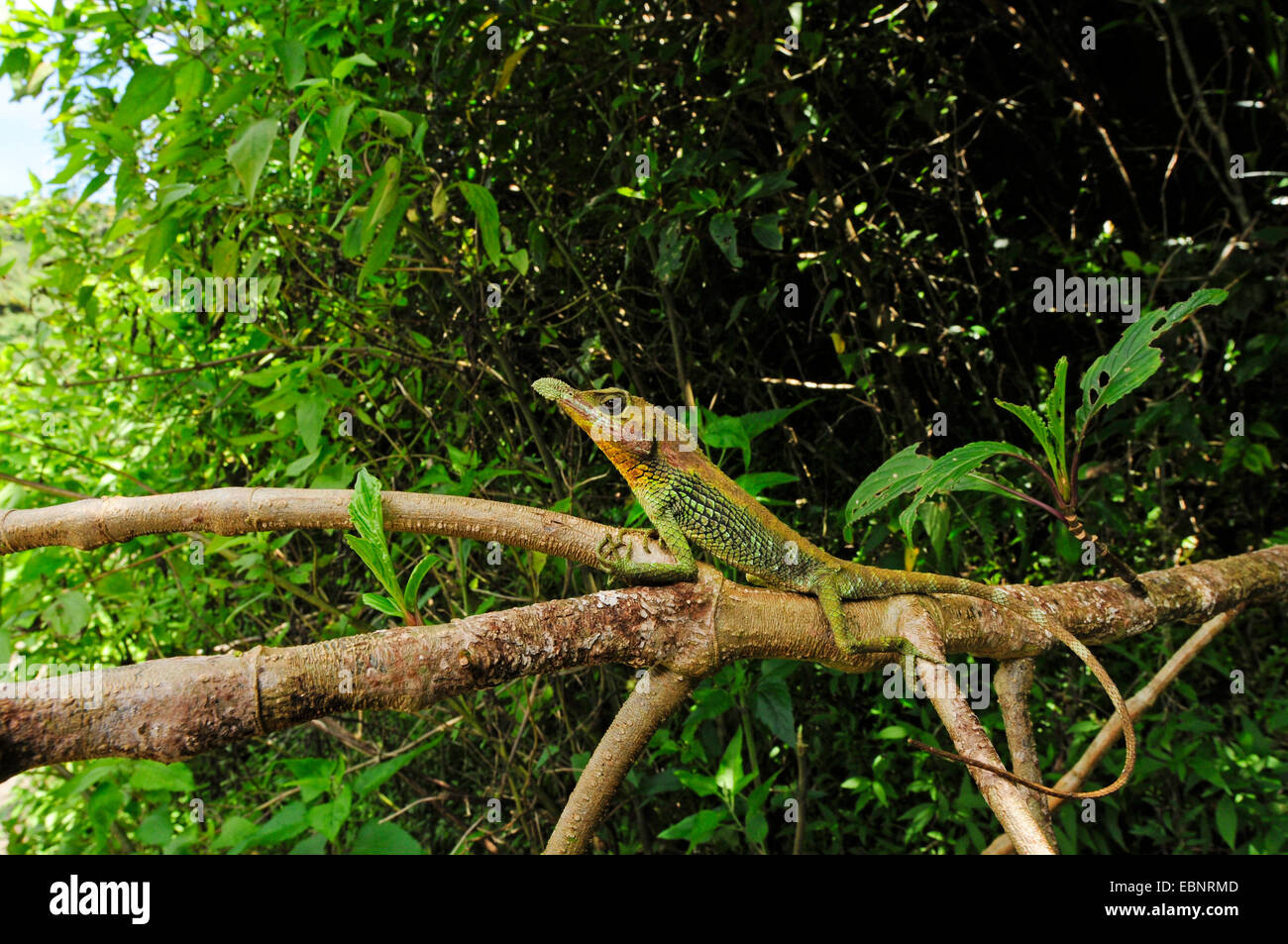 Tennent's Leaf-nosed Lizard (Ceratophora tennentii), on a branch, Sri ...