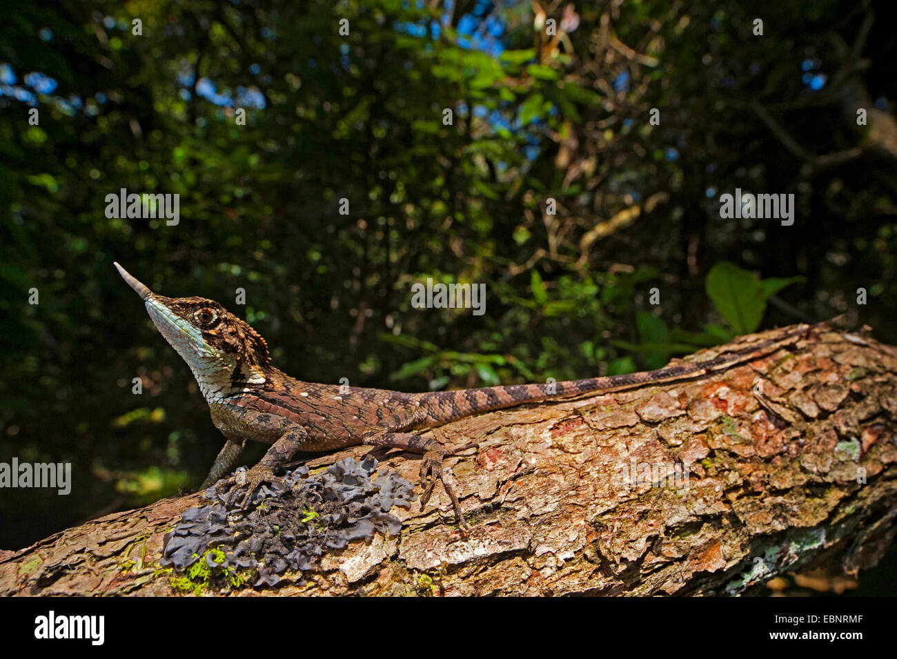Rhino-horned Lizard (Ceratophora stoddartii), male Rhino-horned Lizard ...