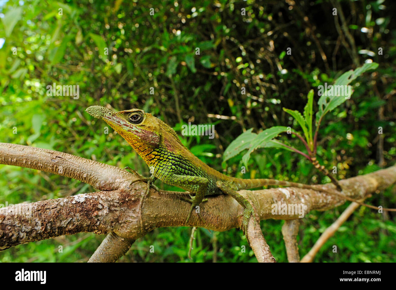 Tennents hi-res stock photography and images - Alamy
