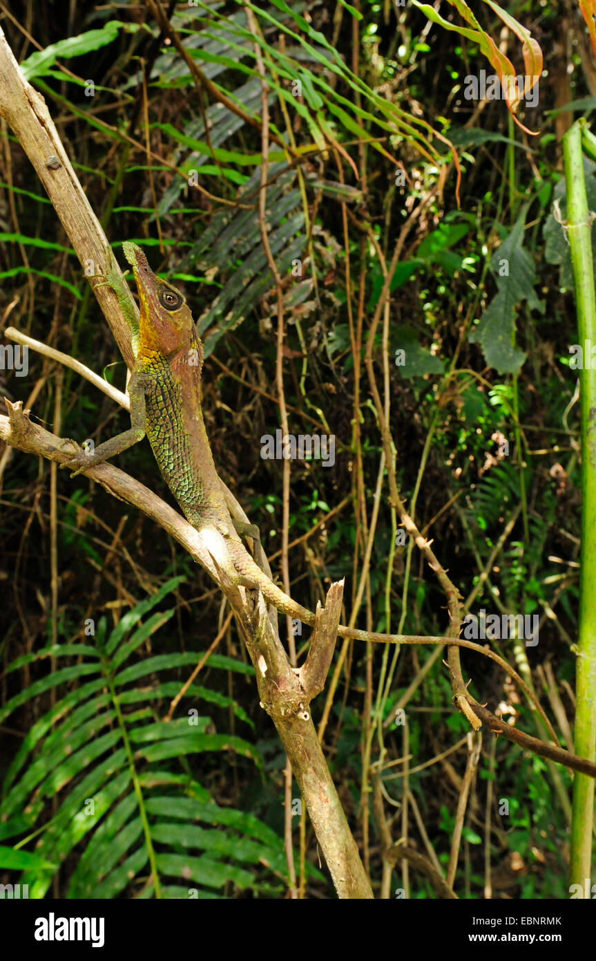 Tennent's Leaf-nosed Lizard (Ceratophora tennentii ), on a branch, Sri ...