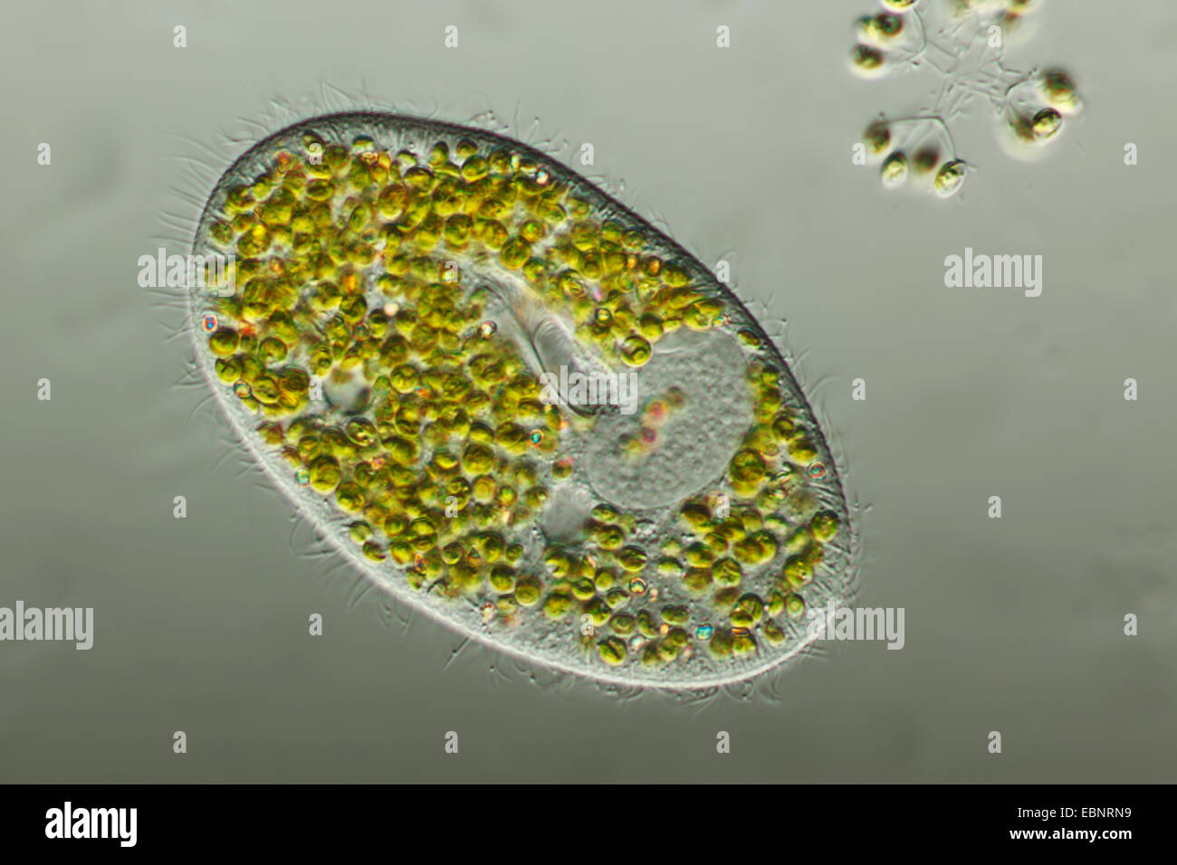 Paramecium hi-res stock photography and images - Alamy