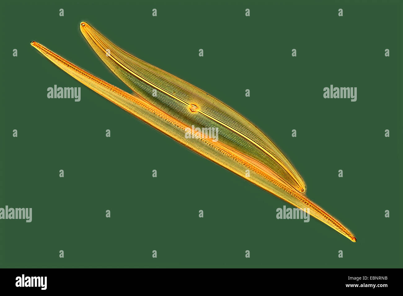 Gyrosigma Acuminatum
