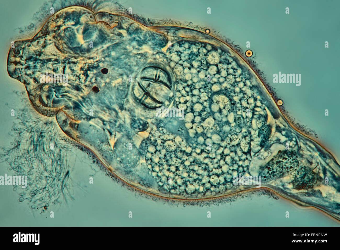 Rotifera hi-res stock photography and images - Alamy