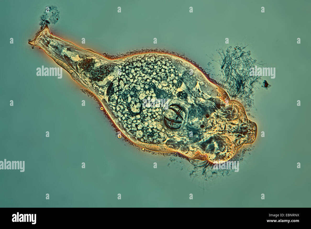 Rotifer Labeled