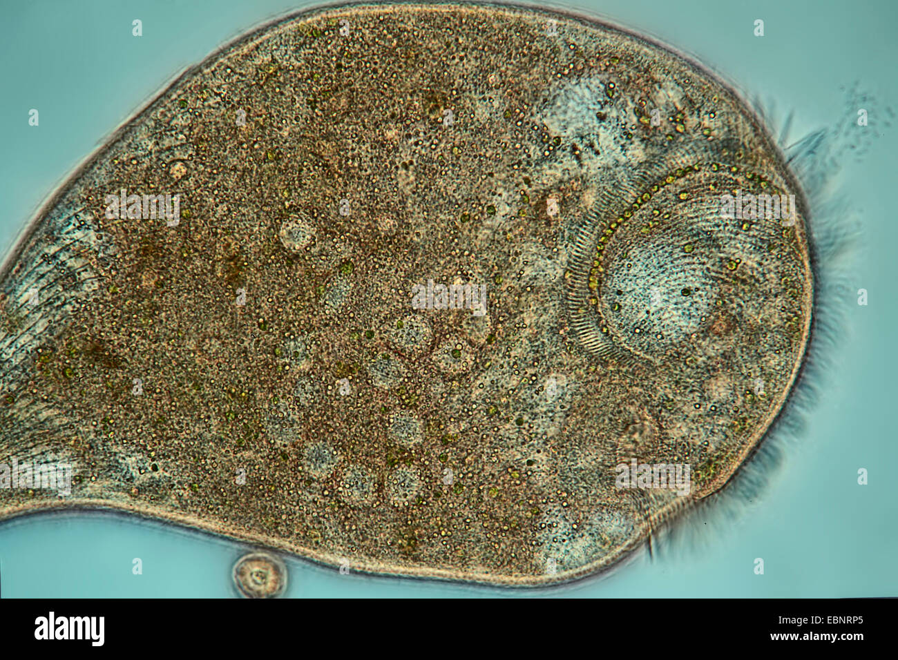 Stentor anatomy hi-res stock photography and images - Alamy